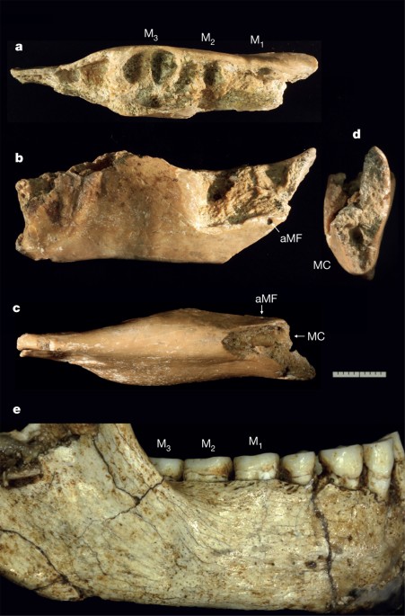 Homo floresiensis -like fossils from the early Middle Pleistocene of ...