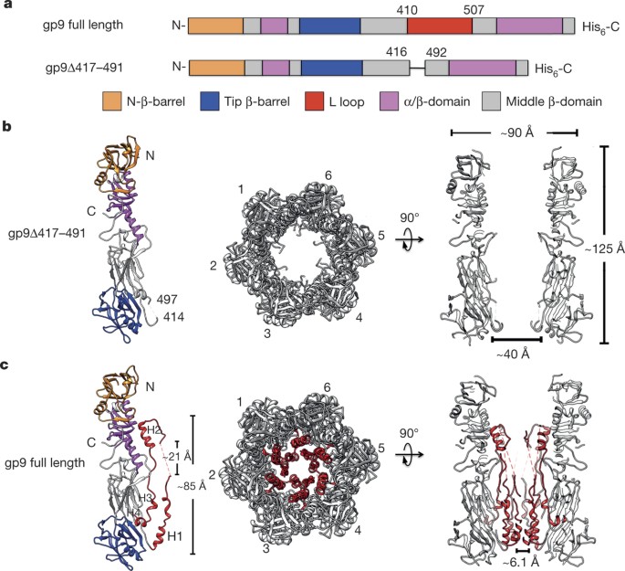 The bacteriophage ϕ29 tail possesses a pore-forming loop for cell ...