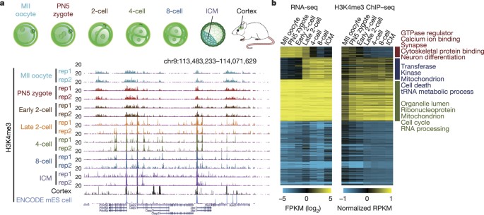Allelic reprogramming of the histone modification H3K4me3 in early mammalian development | Nature