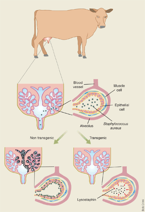 Tackling mastitis in dairy cows | Nature Biotechnology