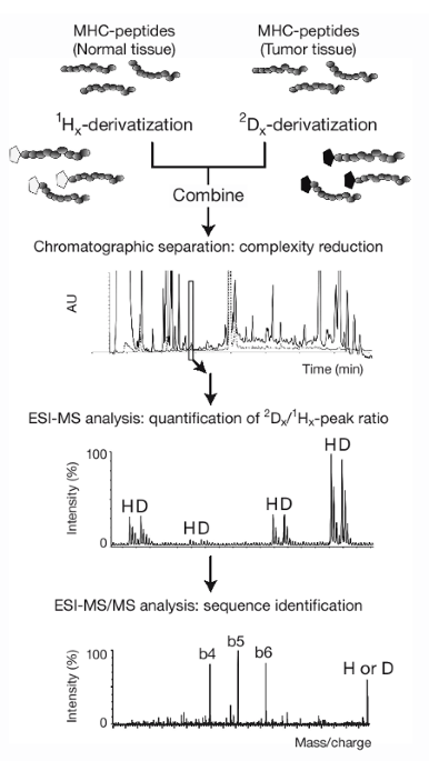 Differential quantitative analysis of MHC ligands by mass spectrometry ...