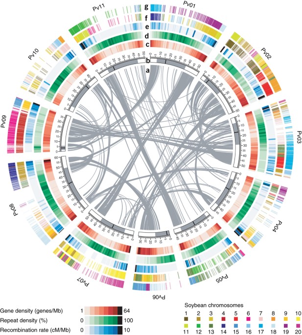 A reference genome for common bean and genome-wide analysis of dual ...