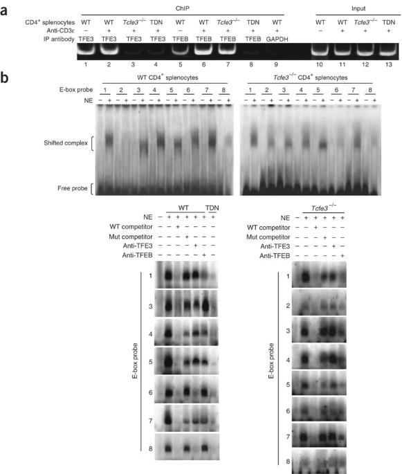 Transcription factors TFE3 and TFEB are critical for CD40 ligand ...
