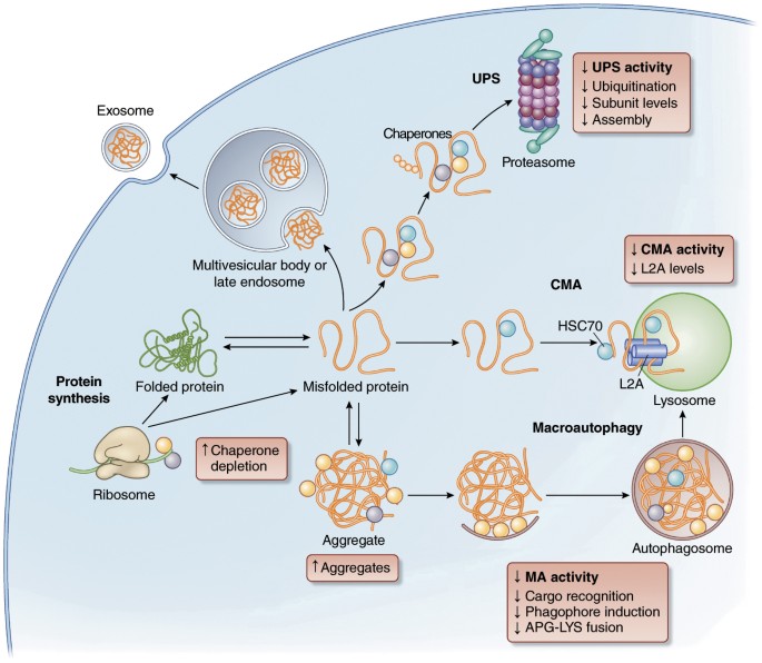 Proteostasis and aging | Nature Medicine
