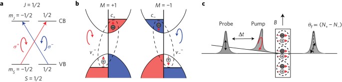 Spin-polarized exciton quantum beating in hybrid organic–inorganic ...