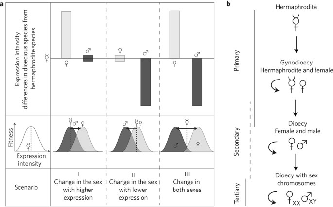 Evolution of sex-biased gene expression in a dioecious plant | Nature ...