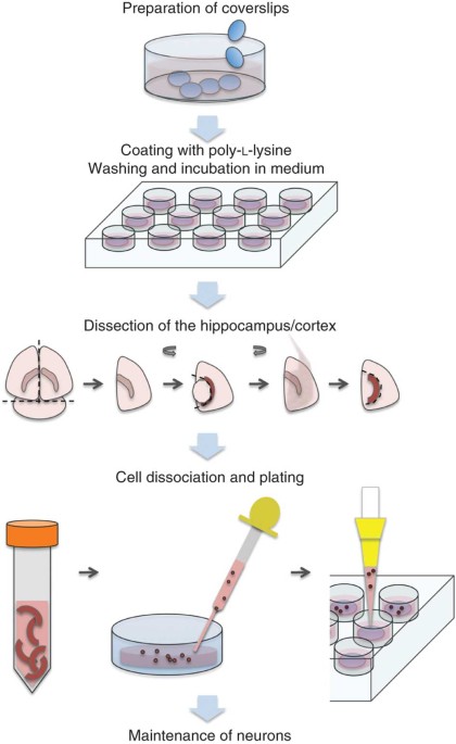 Culturing pyramidal neurons from the early postnatal mouse hippocampus ...