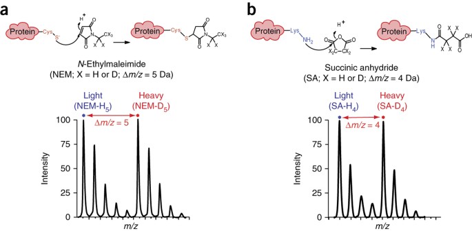 Monitoring protein conformational changes and dynamics using stable ...