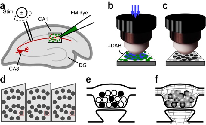 Ultrastructural readout of functional synaptic vesicle pools in ...