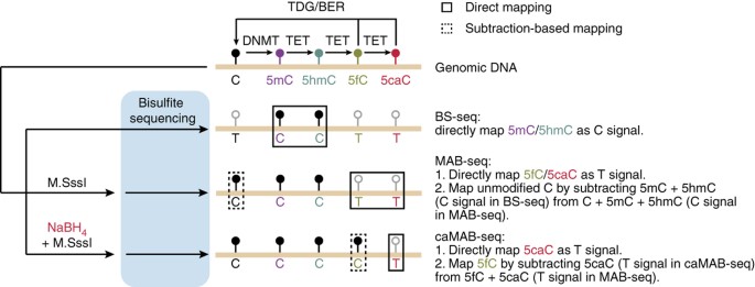 Base-resolution profiling of active DNA demethylation using MAB-seq and ...