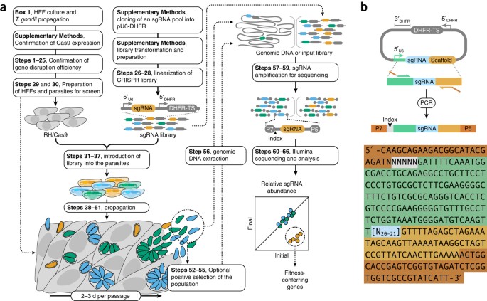 CRISPR-Cas9-based genome-wide screening of Toxoplasma gondii | Nature Protocols