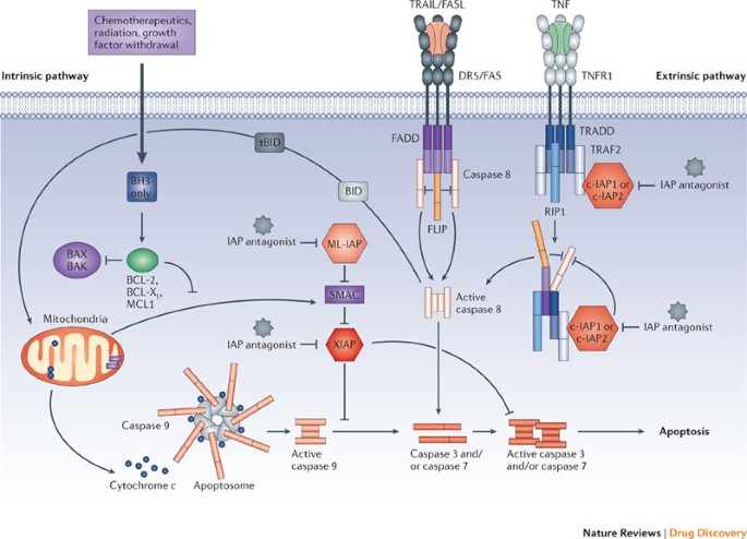 Targeting IAP proteins for therapeutic intervention in cancer | Nature ...