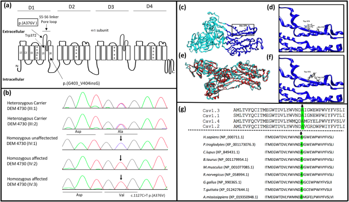 Identification of CACNA1D variants associated with sinoatrial node ...