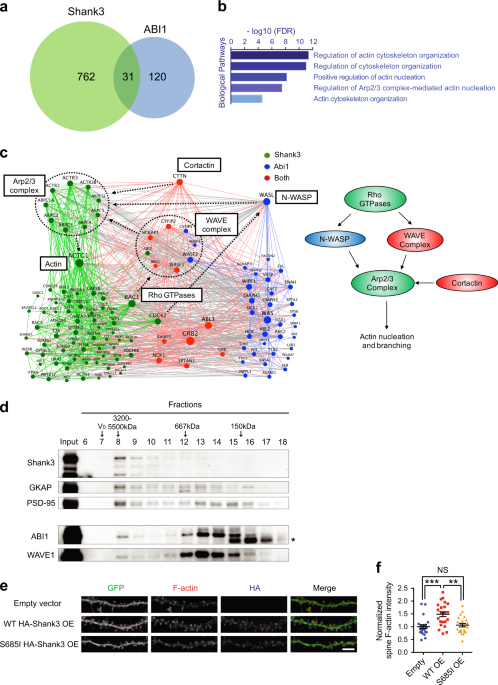 An autism-linked missense mutation in SHANK3 reveals the modularity of ...