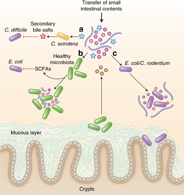 Interbacterial mechanisms of colonization resistance and the strategies ...