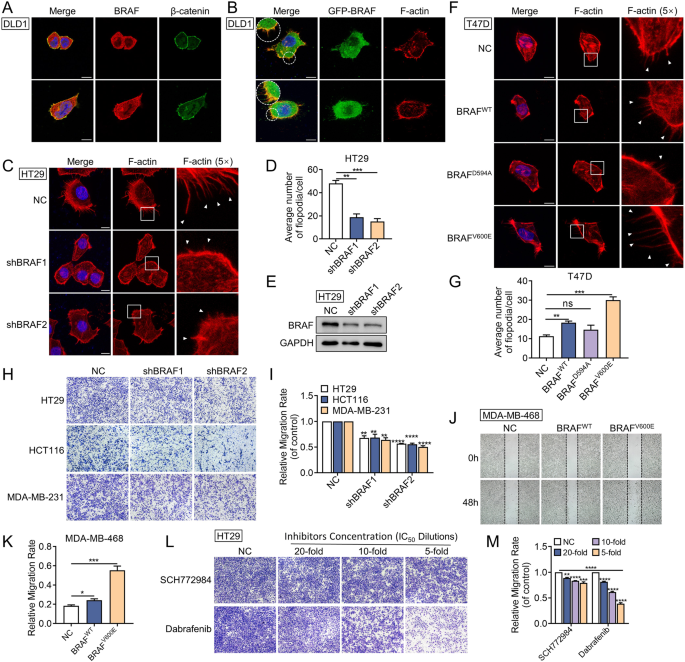 Oncogenic BRAF noncanonically promotes tumor metastasis by mediating ...