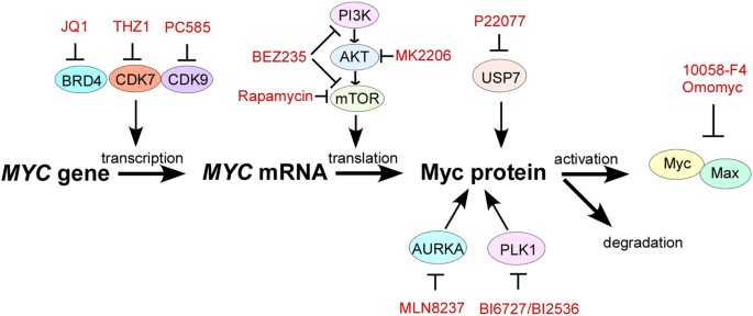 Targeting oncogenic Myc as a strategy for cancer treatment | Signal Transduction and Targeted ...