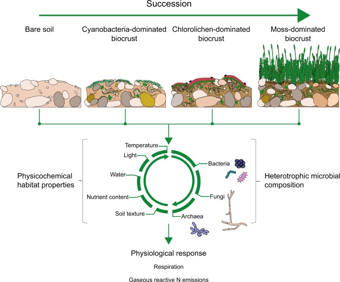 Photoautotrophic organisms control microbial abundance, diversity, and physiology in different ...