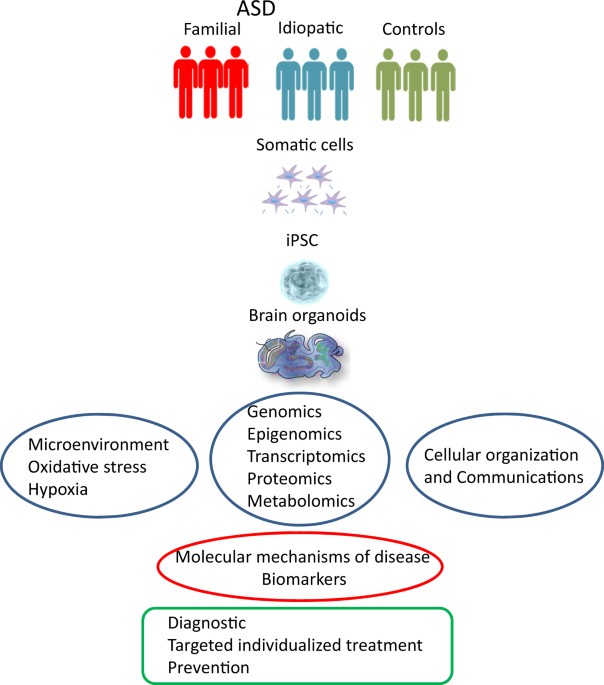 Epigenetics and cerebral organoids: promising directions in autism ...