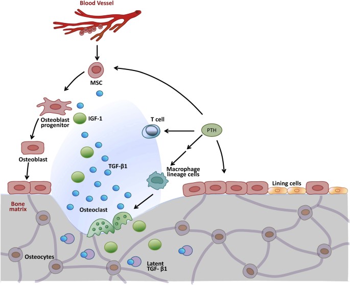 Transforming growth factor-β in stem cells and tissue homeostasis ...