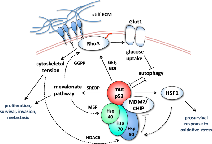 Mutant p53 as a guardian of the cancer cell | Cell Death & Differentiation