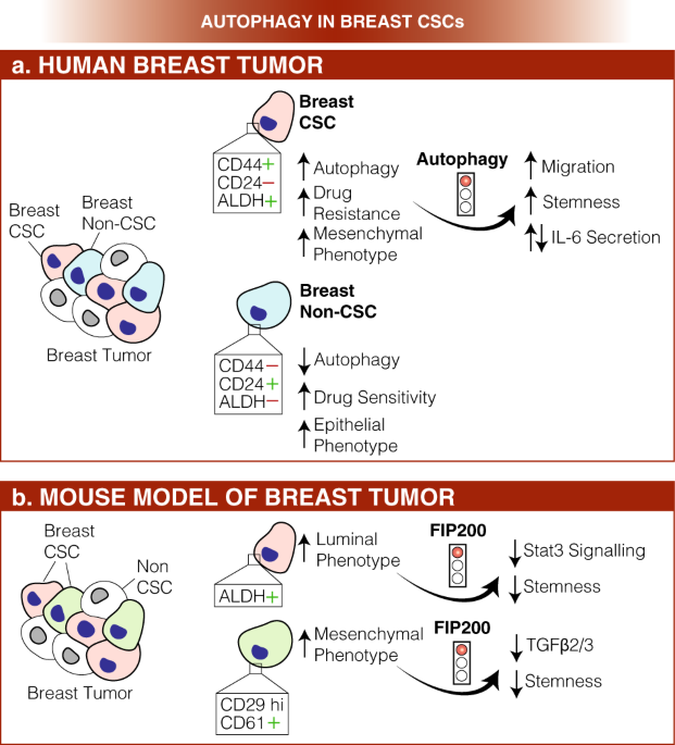 Autophagy and cancer stem cells: molecular mechanisms and therapeutic ...