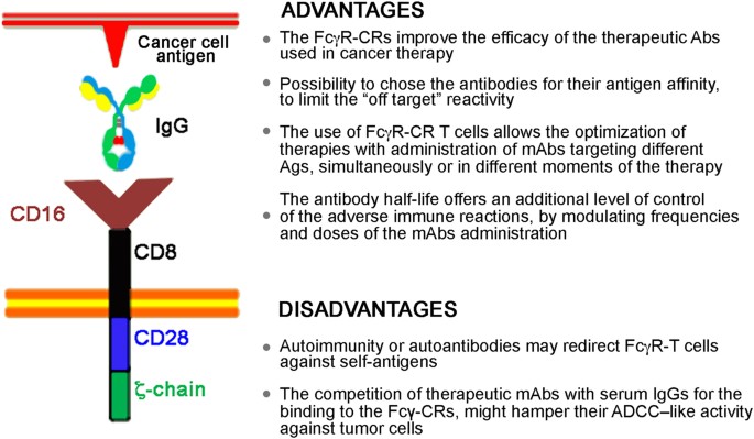 CAR-T cells: the long and winding road to solid tumors | Cell Death ...