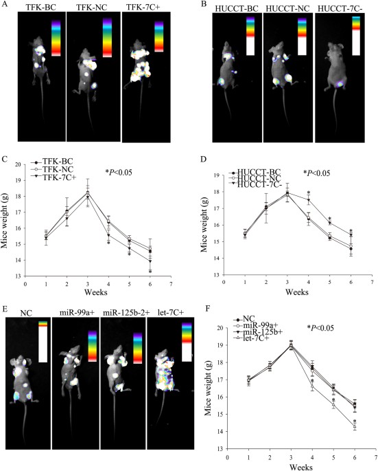 Let-7c inhibits cholangiocarcinoma growth but promotes tumor cell ...