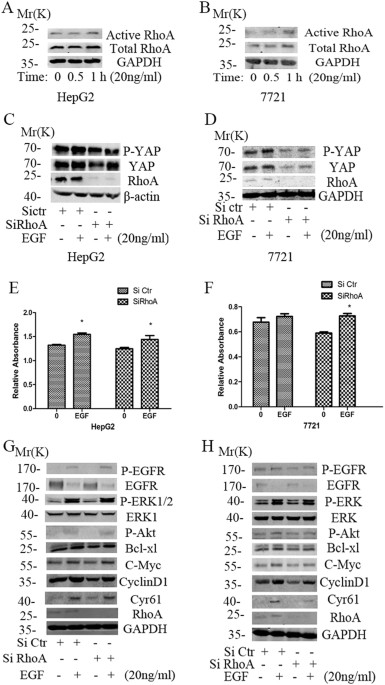 EGFR-PI3K-PDK1 pathway regulates YAP signaling in hepatocellular ...