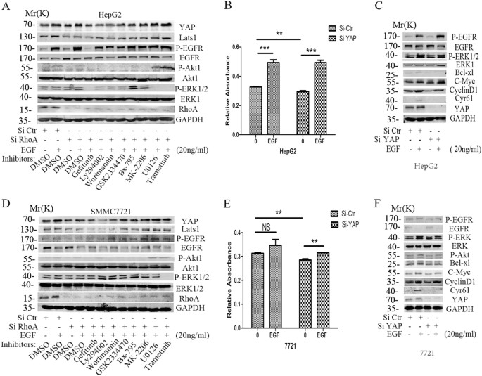 EGFR-PI3K-PDK1 pathway regulates YAP signaling in hepatocellular ...