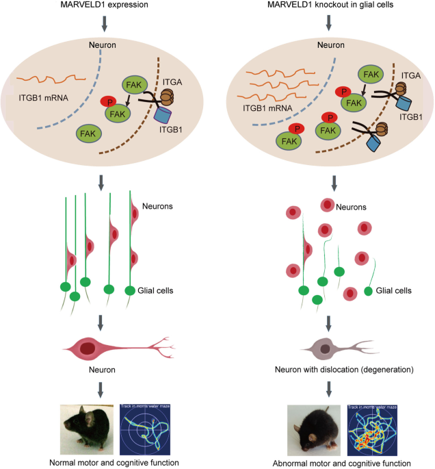 MARVELD1 depletion leads to dysfunction of motor and cognition via ...