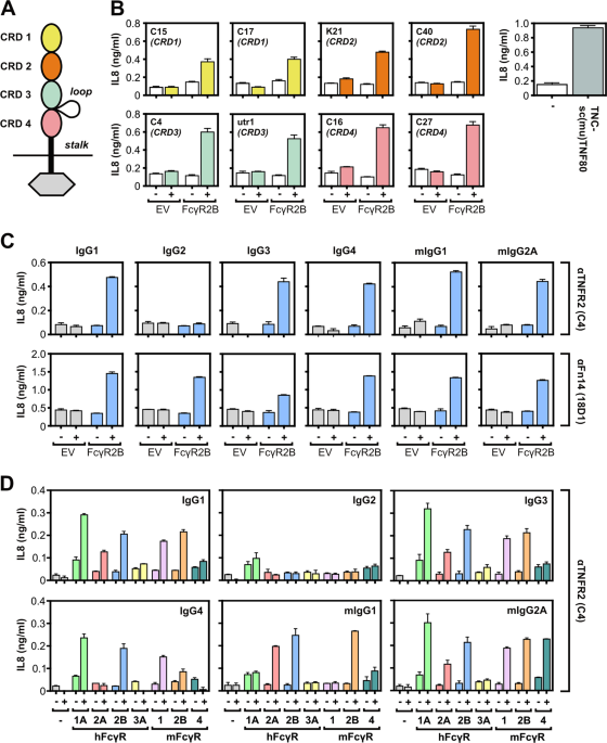 TNFRSF receptor-specific antibody fusion proteins with targeting ...
