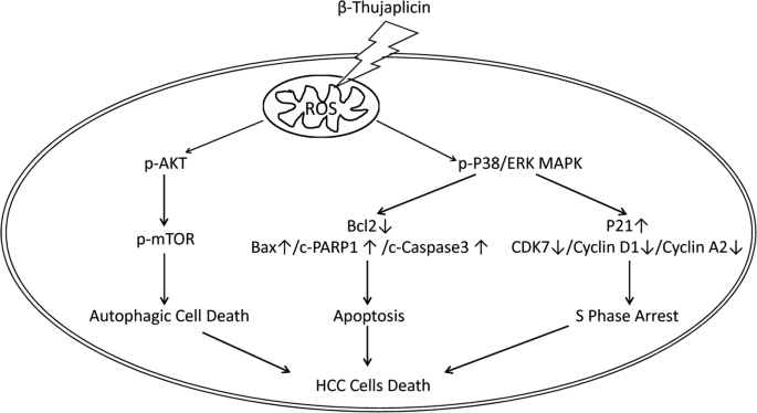 β-Thujaplicin induces autophagic cell death, apoptosis, and cell cycle ...