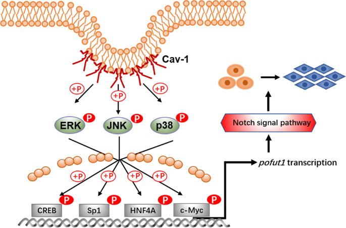 Caveolin-1 promotes invasion and metastasis by upregulating Pofut1 ...