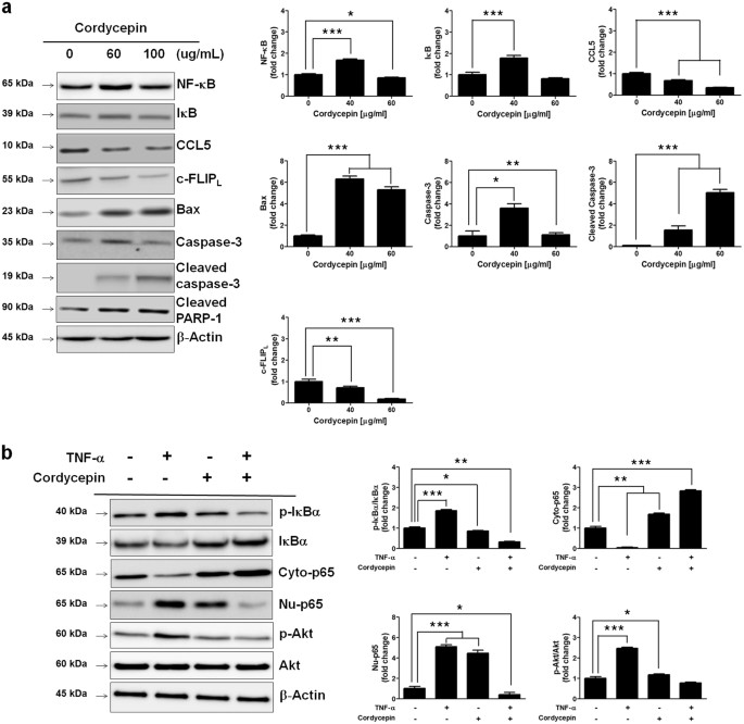 Cordycepin induces apoptosis of human ovarian cancer cells by ...