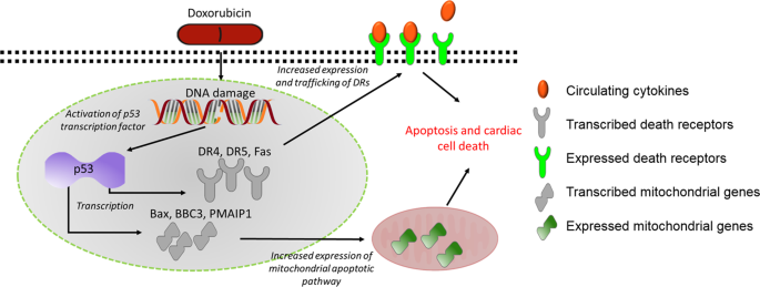 Transcriptomic profiling reveals p53 as a key regulator of doxorubicin ...