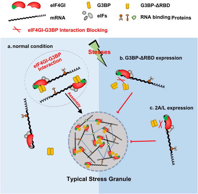 SG formation relies on eIF4GI-G3BP interaction which is targeted by ...