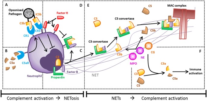 NETosis, complement, and coagulation: a triangular relationship ...