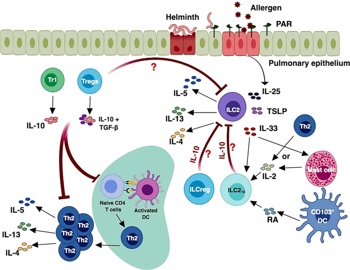 Orchestration between ILC2s and Th2 cells in shaping type 2 immune ...