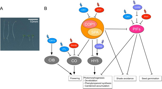 Using light to improve commercial value | Horticulture Research