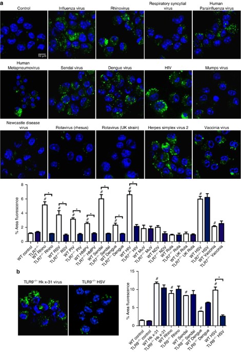 Endosomal NOX2 oxidase exacerbates virus pathogenicity and is a target ...