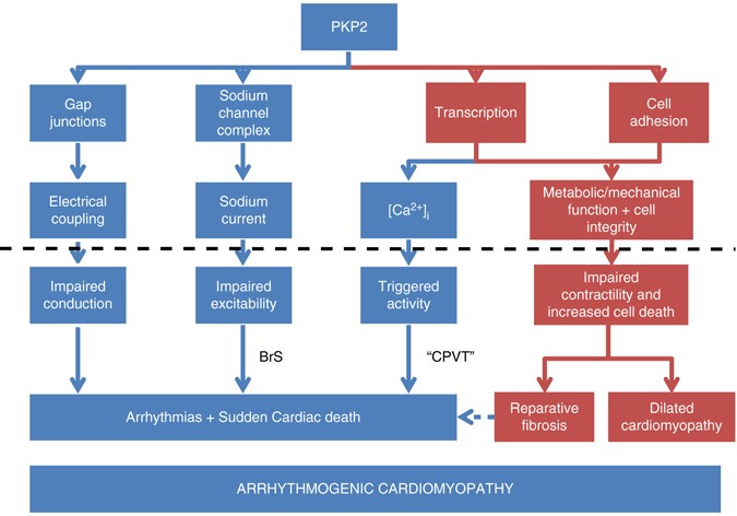 Plakophilin-2 is required for transcription of genes that control ...