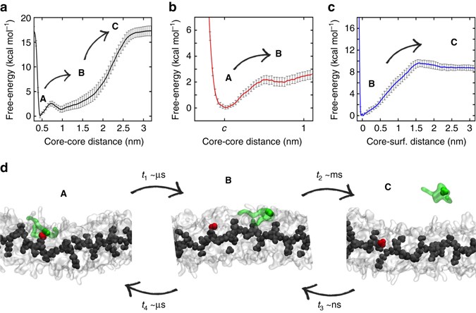 Into the Dynamics of a Supramolecular Polymer at Submolecular ...