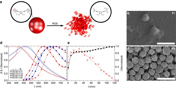 Bio-degradable highly fluorescent conjugated polymer nanoparticles for ...