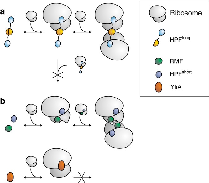 A general mechanism of ribosome dimerization revealed by single ...