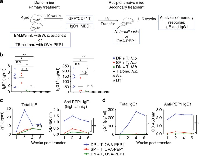 IgG1 memory B cells keep the memory of IgE responses | Nature ...