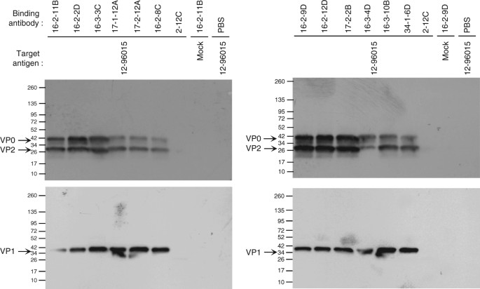 Epitope-associated and specificity-focused features of EV71 ...