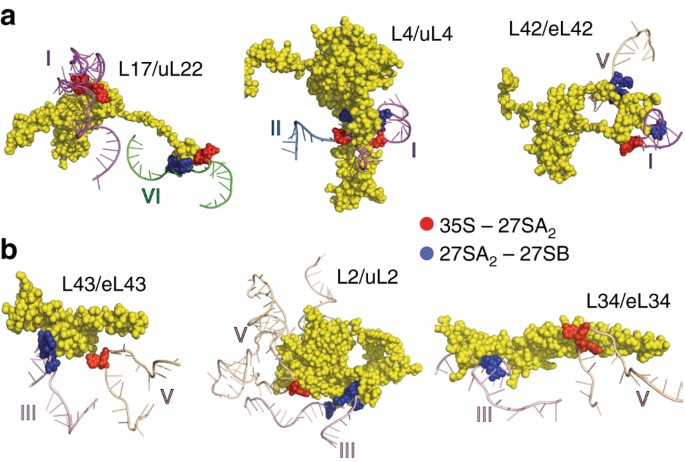 High-throughput RNA structure probing reveals critical folding events ...