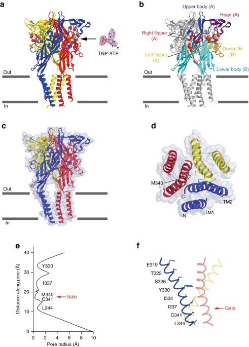 Structural insights into the competitive inhibition of the ATP-gated ...