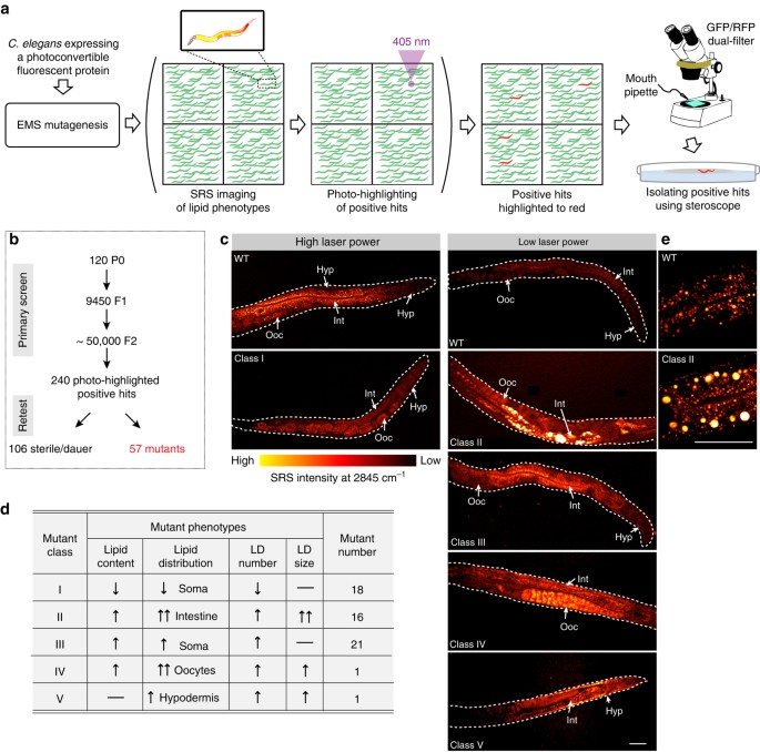 High-throughput screens using photo-highlighting discover BMP signaling in mitochondrial lipid ...